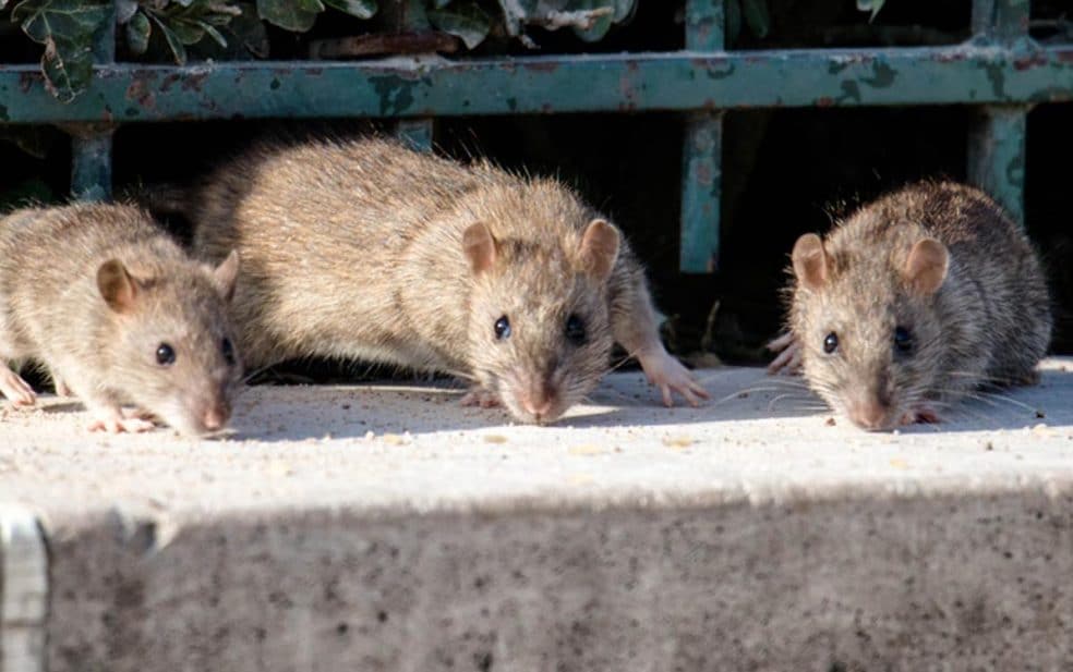 How To Get Rid of Rats Outside (2019) - Wildlife Removal Services of ...