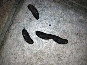 What Does Possum Poop Look Like? (2022)