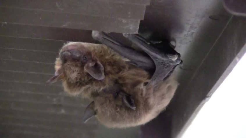 Bat Mating Season is Upon Us! (2020) - Wildlife Removal Services of Florida