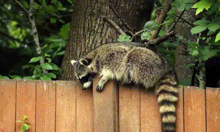 How Much Does A Raccoon Relocation Cost in 2022 - Wildlife Removal ...