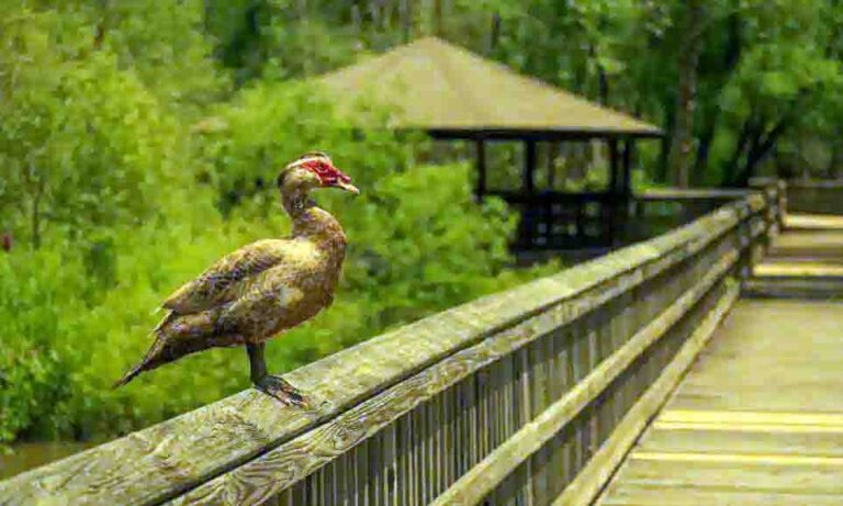 Muscovy Ducks Around Your Property 2022 - Wildlife Removal Services of ...