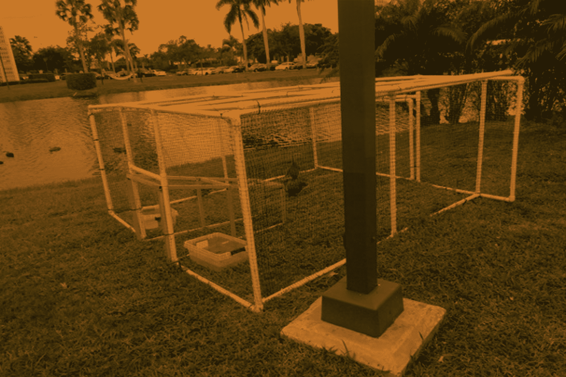 Handling The Muscovy Duck Menace With Wildlife Removal Services Of ...