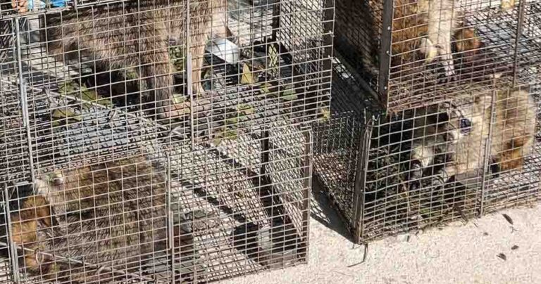 Raccoon Poop: Identification And Cleanup - Wildlife Removal Services of ...