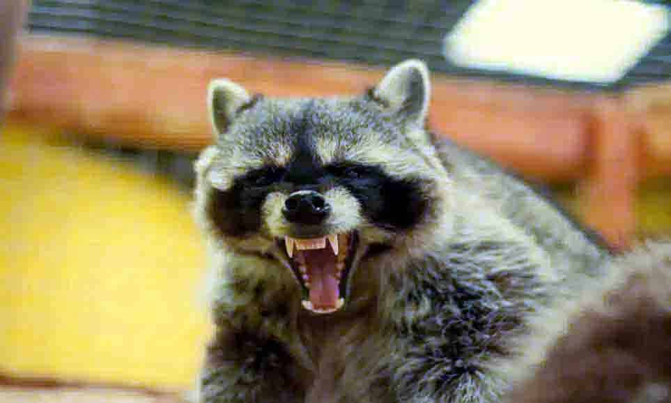 Raccoon Poop How To Identify Raccoon Latrines And Protect Yourself In Raccoon Poop How To Identify Raccoon Latrines And Protect Yourself In