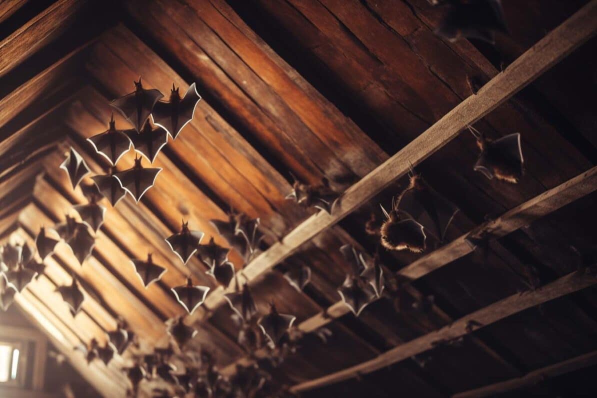 Comprehensive Solutions for Bat Infestations in Homes - Wildlife ...